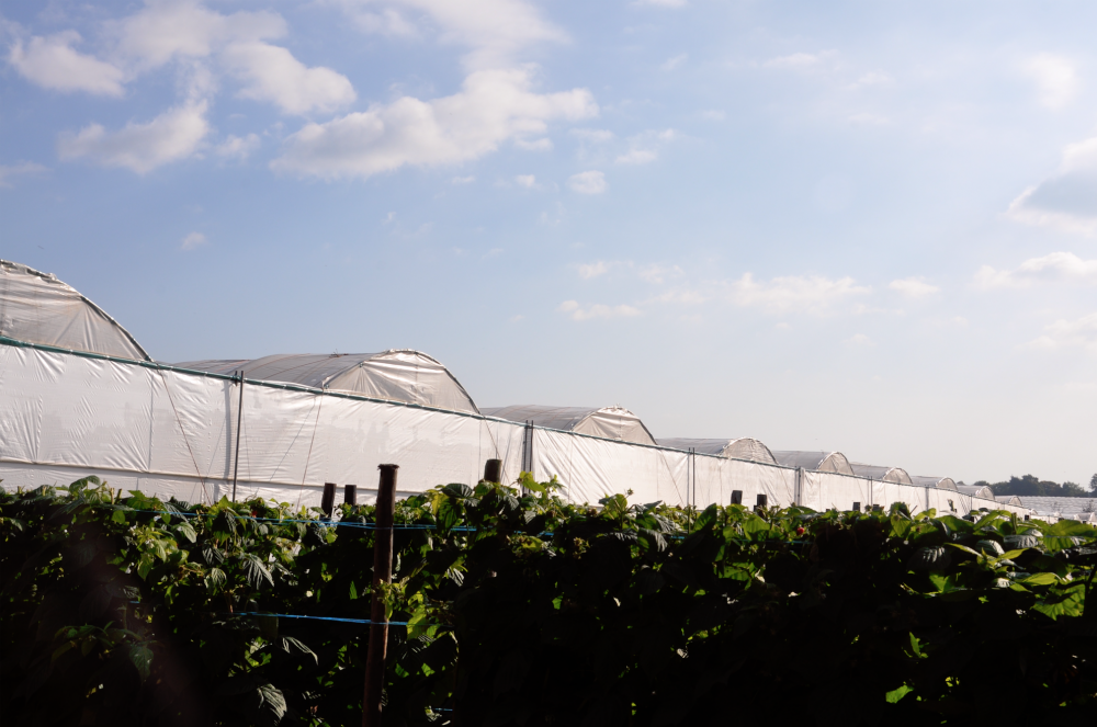 UK Berry & Cherry Growing | Haygrove