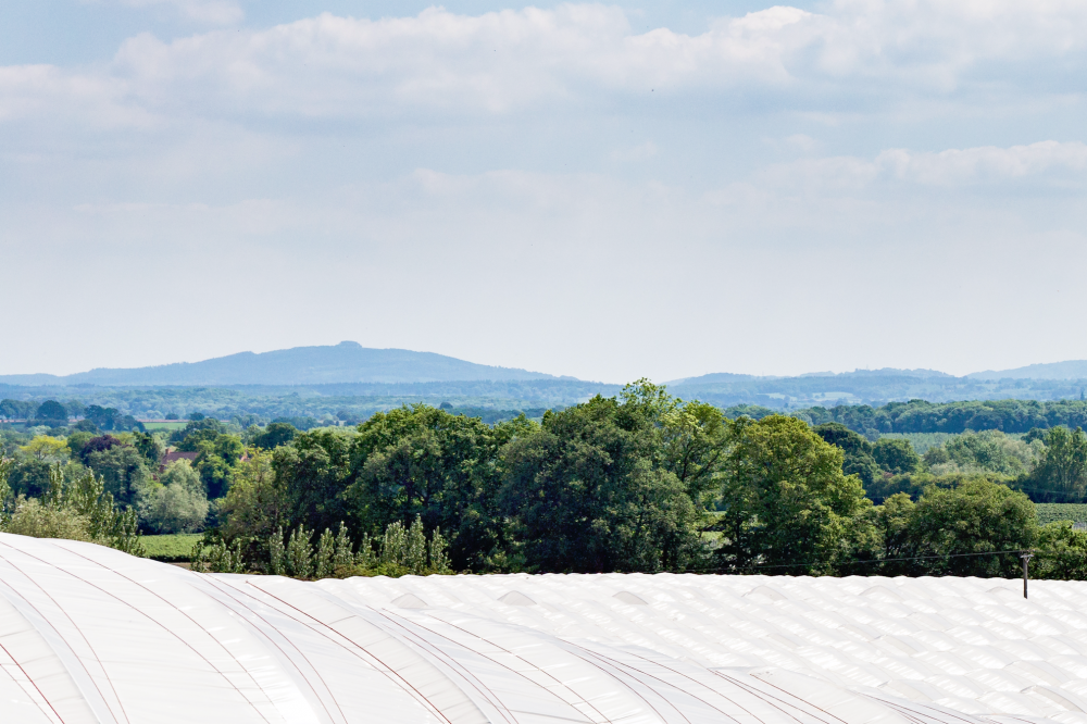UK Berry & Cherry Growing | Haygrove