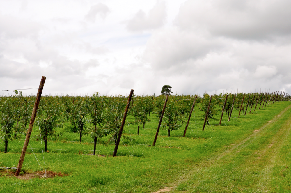 UK Berry & Cherry Growing | Haygrove