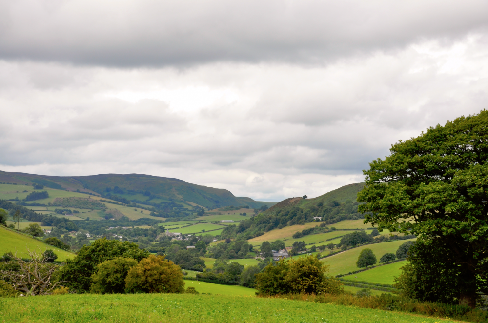 UK Berry & Cherry Growing | Haygrove