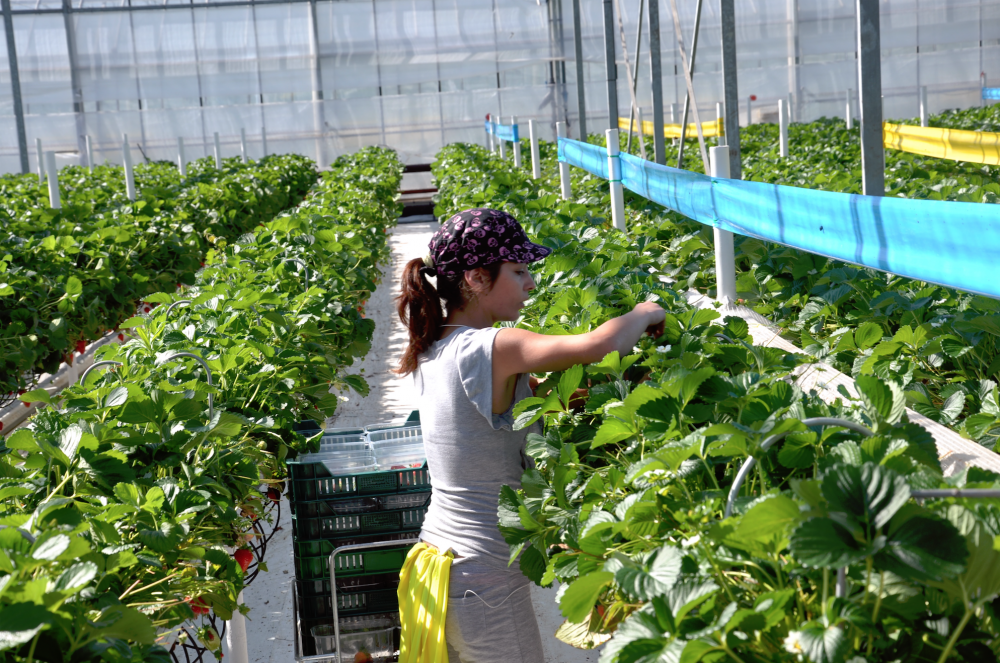 UK Berry & Cherry Growing | Haygrove