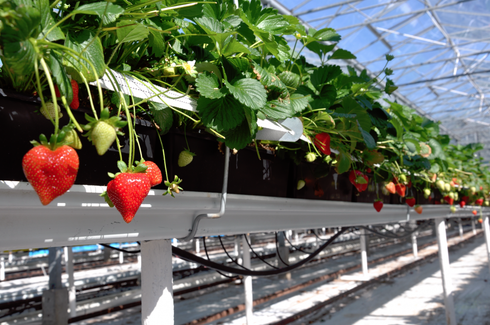 UK Berry & Cherry Growing | Haygrove