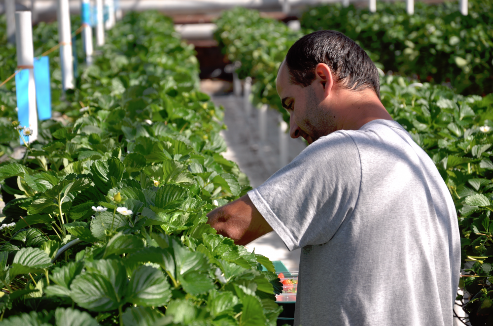 UK Berry & Cherry Growing | Haygrove