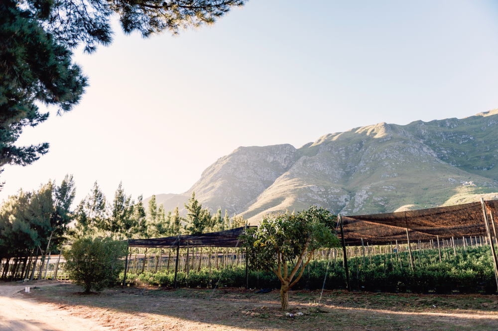 South Africa Berry Growing | Haygrove