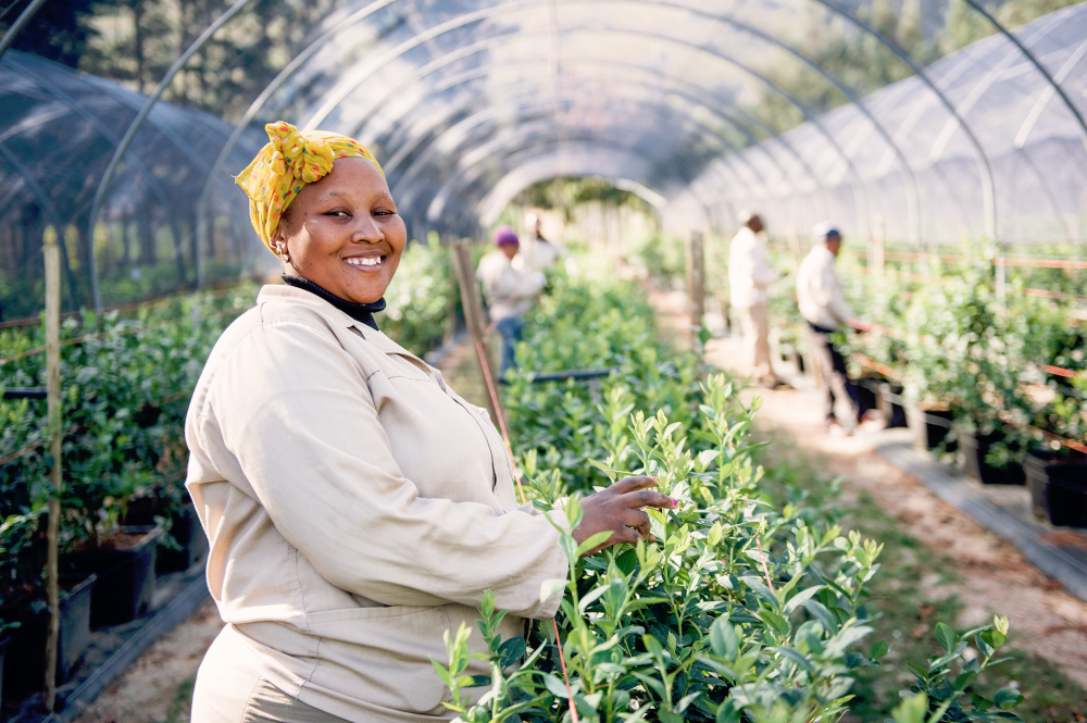South Africa Berry Growing | Haygrove