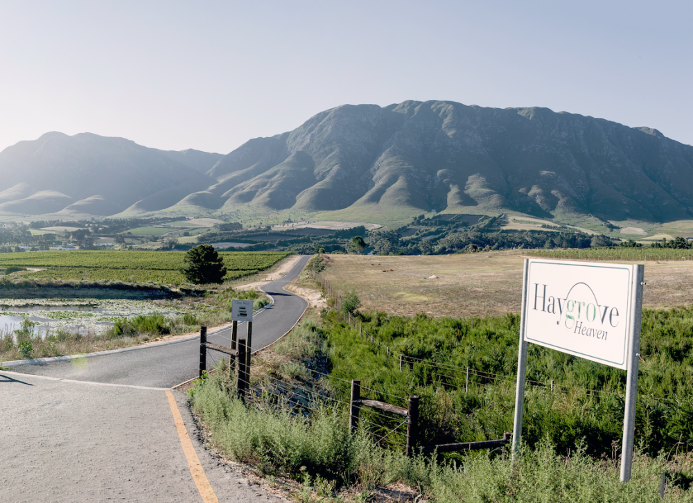 South Africa Berry Growing | Haygrove