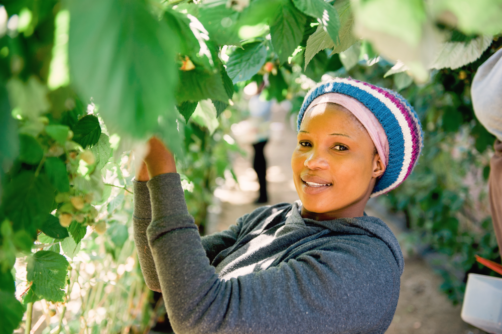 South Africa Berry Growing | Haygrove