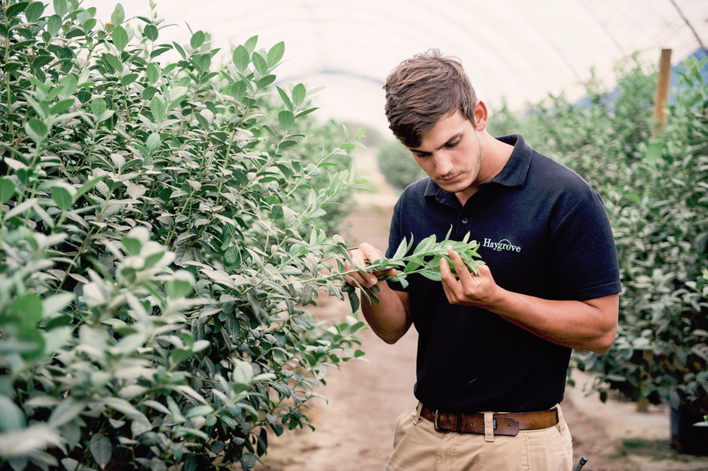 South Africa Berry Growing | Haygrove