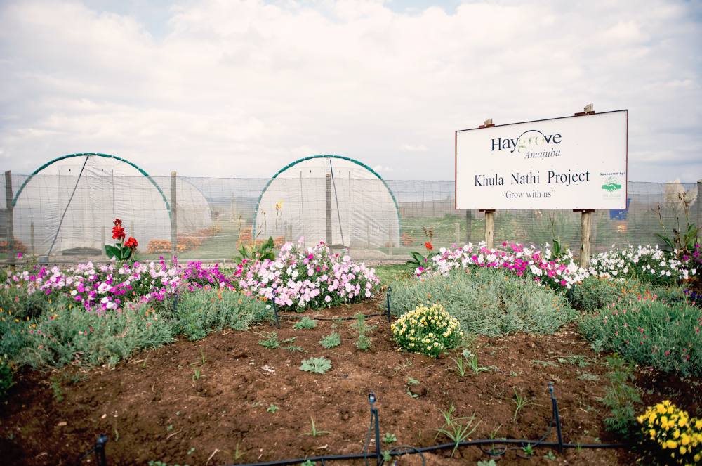 South Africa Berry Growing | Haygrove