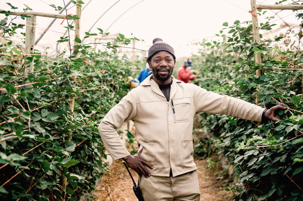 South Africa Berry Growing | Haygrove