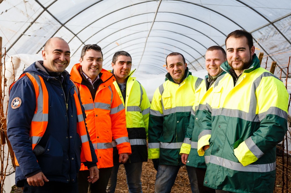 UK Berry & Cherry Growing | Haygrove