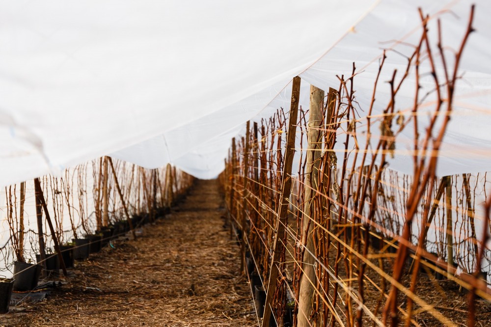 UK Berry & Cherry Growing | Haygrove