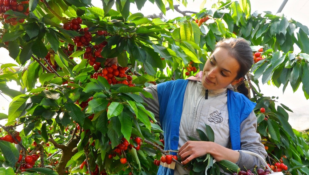 UK Berry & Cherry Growing | Haygrove