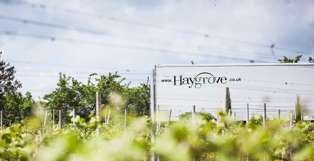 Our History | Haygrove