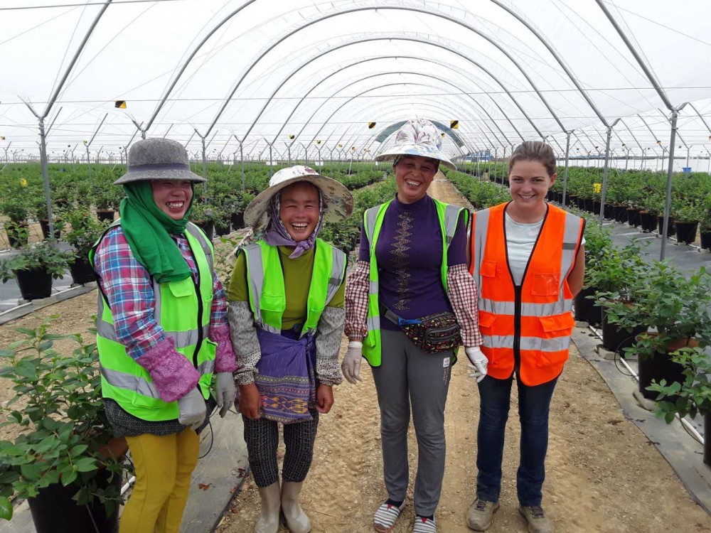 China Berry Growing | Haygrove