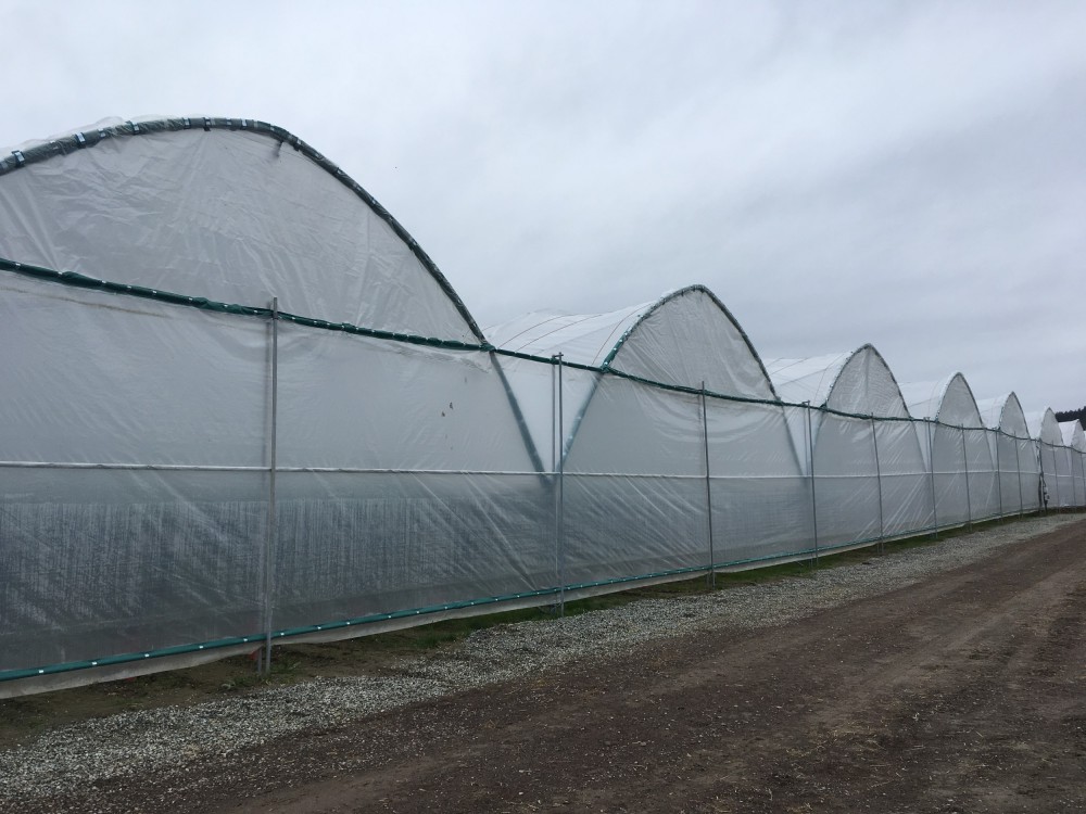 Polytunnel Covers | Polythene & Nets | Haygrove