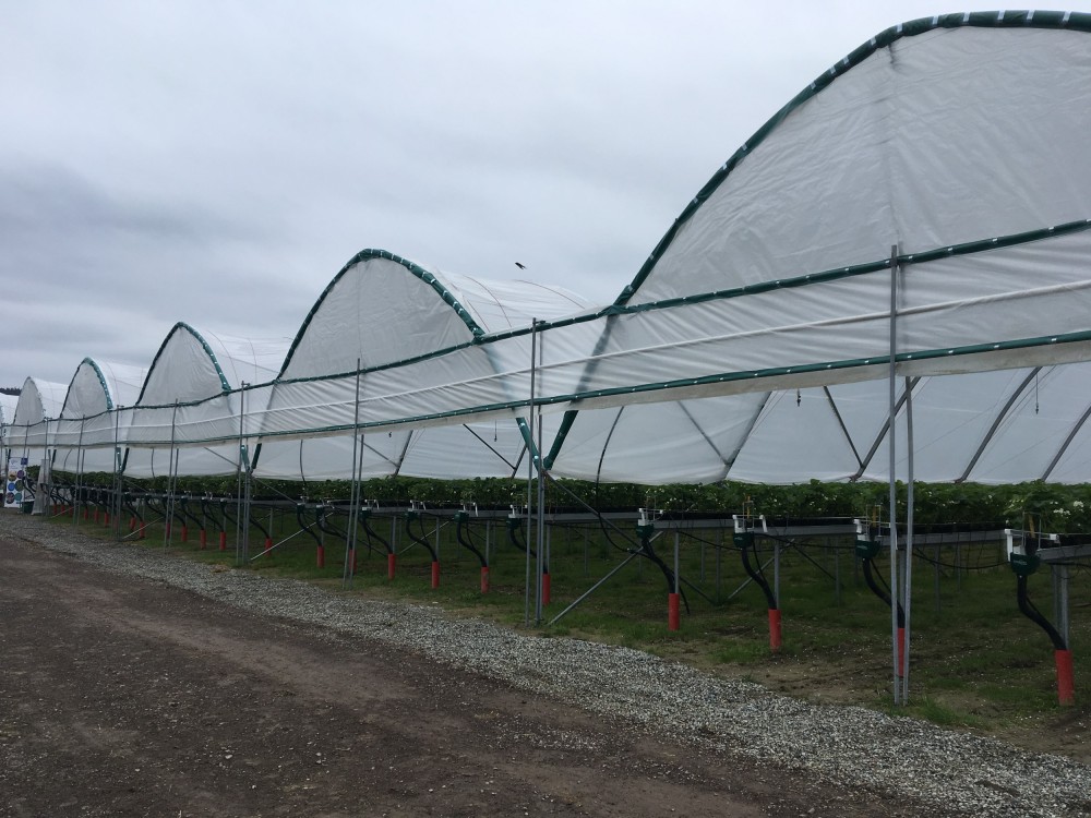 Polytunnel Covers | Polythene & Nets | Haygrove