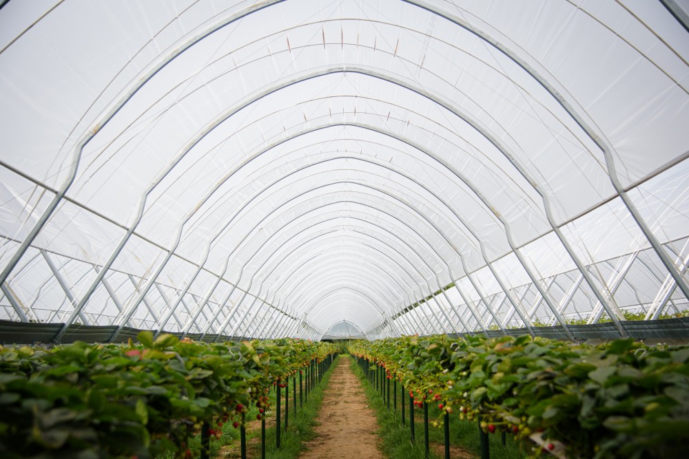 Product Brochures | Haygrove