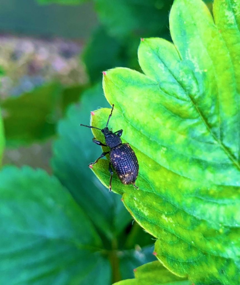 Haygrove Chrysalis | Haygrove