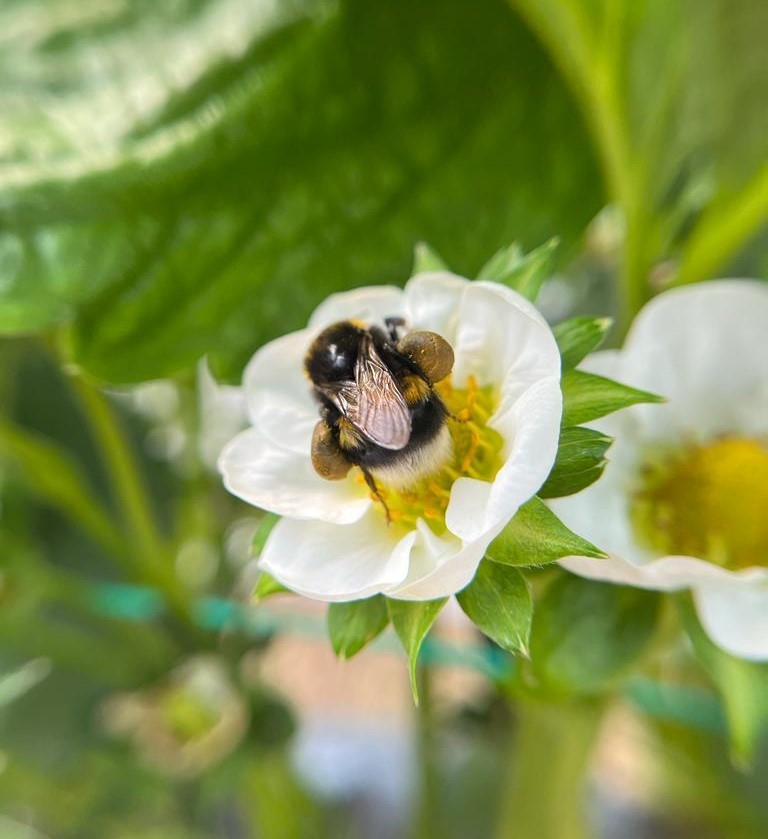 Haygrove Chrysalis | Haygrove