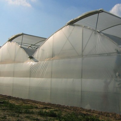 Commercial polytunnels | Growing systems | Wo | Haygrove